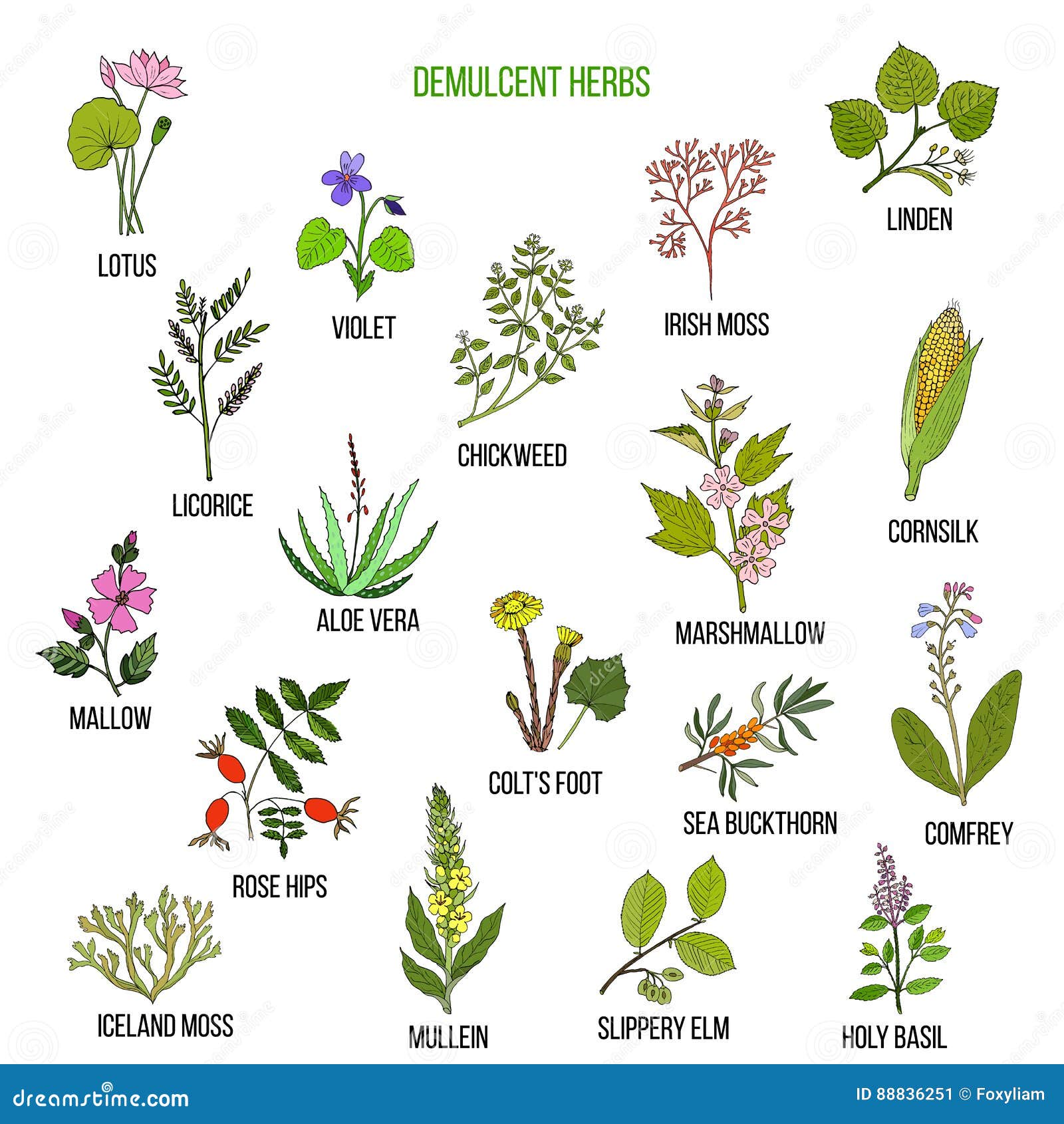 Demulcent Herbs. Hand Drawn Set Stock Vector - Illustration of icon ...