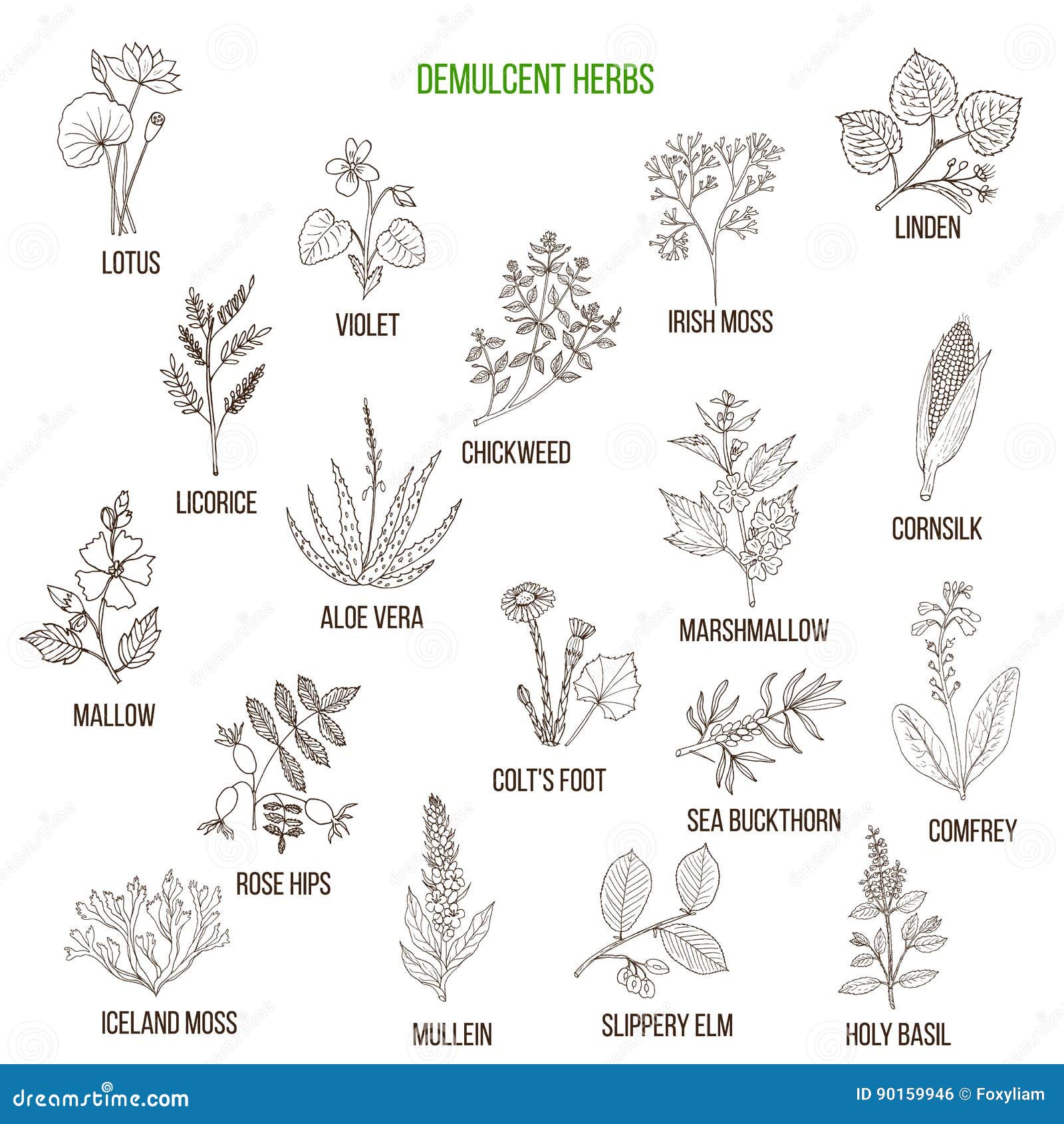Demulcent Herbs. Hand Drawn Set Stock Vector - Illustration of moss ...