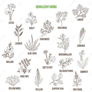 Demulcent Herbs. Hand Drawn Set Stock Vector - Illustration of moss ...