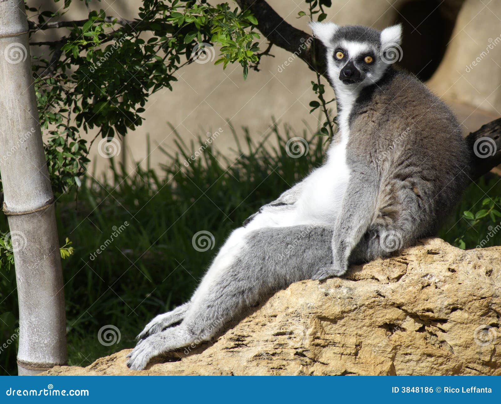 Demur Lemur stock photo. Image of primate, white, relaxed - 3848186