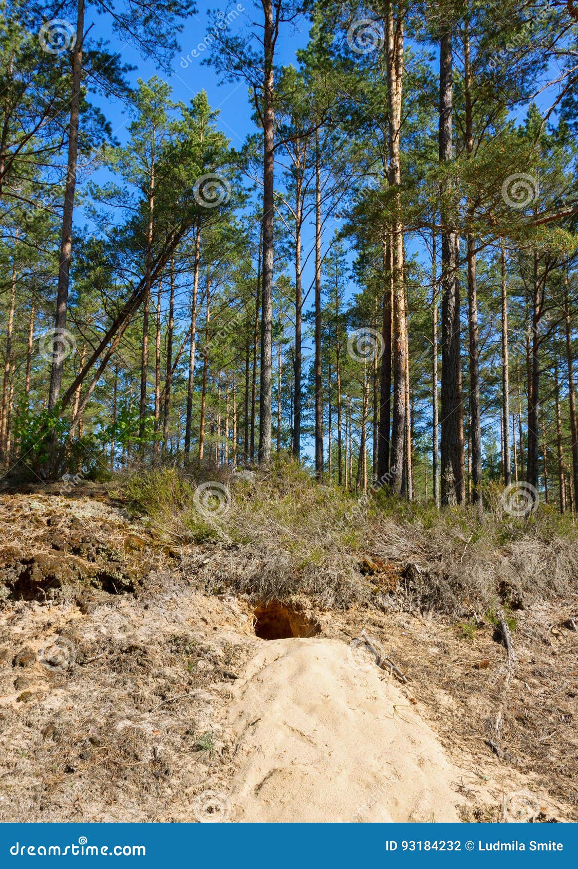 Den of animal. stock photo. Image of vertical, wild, burrow - 93184232