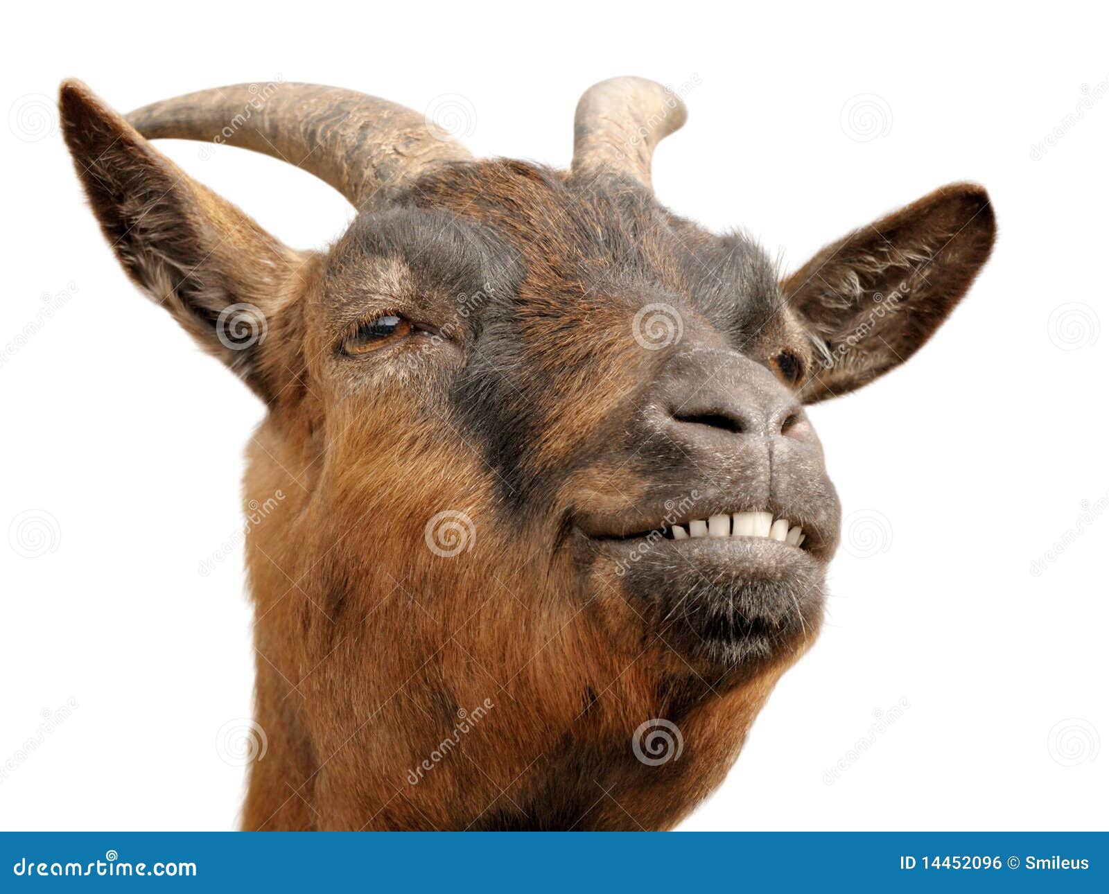 Den Bruna Gulliga Geten Grinar S Arkivfoto - Bild av unge, horn: 14452096