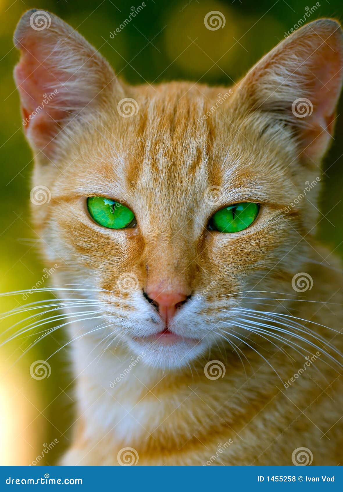 Den Carroty Katten Eyes Green Arkivfoto - Bild av öga, nyfiket: 1455258