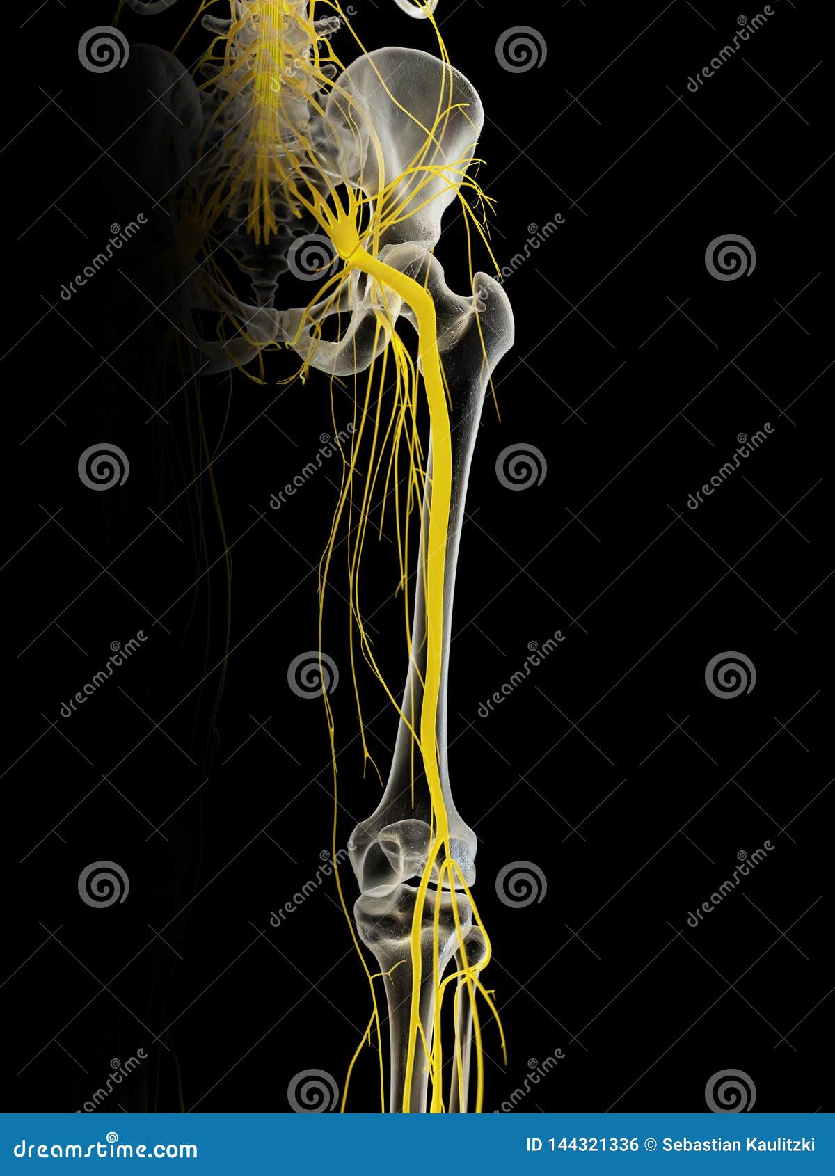 Den ischias- nerven stock illustrationer. Illustration av nerv - 144321336