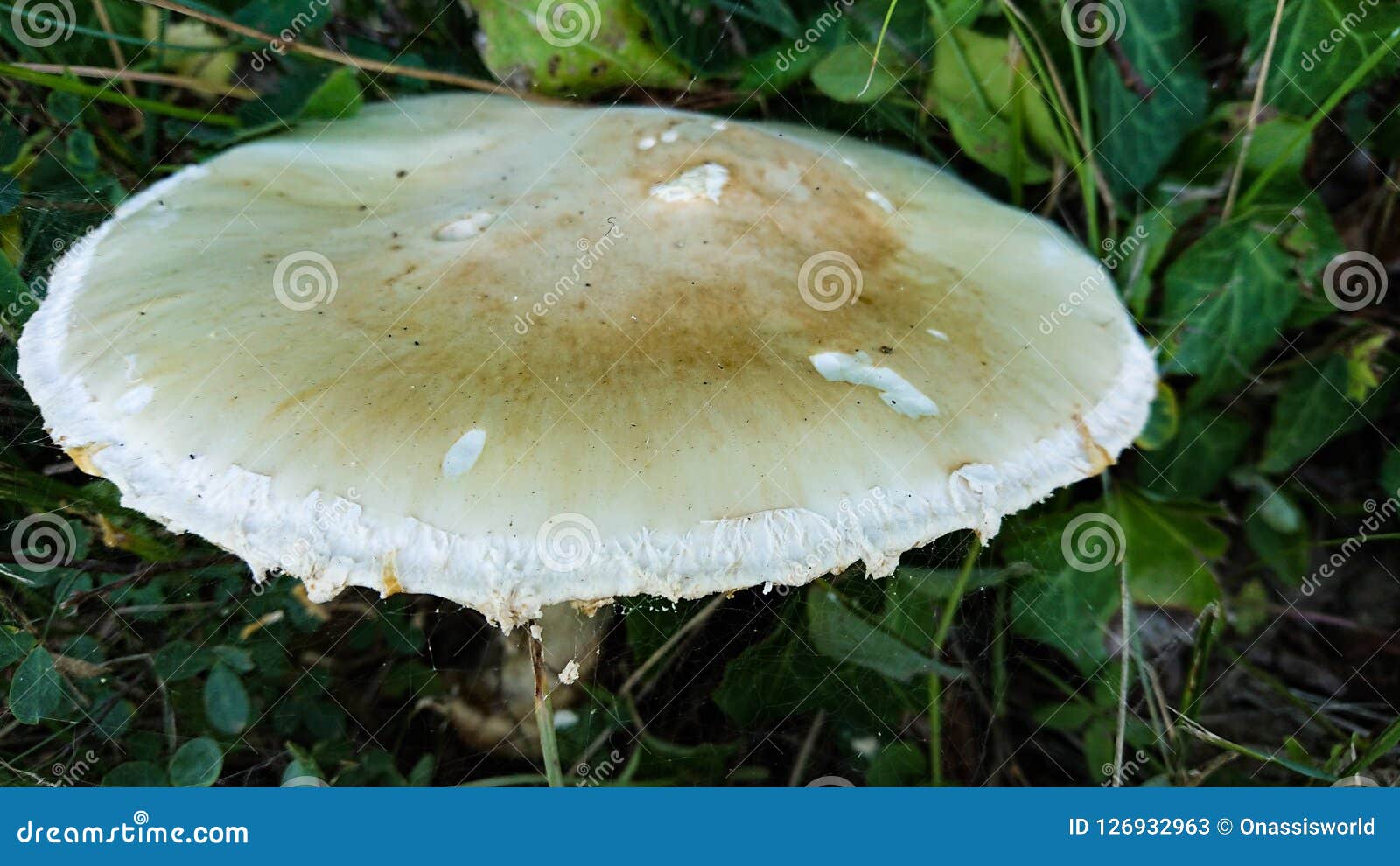 Den Isolerade Skogen Plocka Svamp White Fotografering för Bildbyråer ...