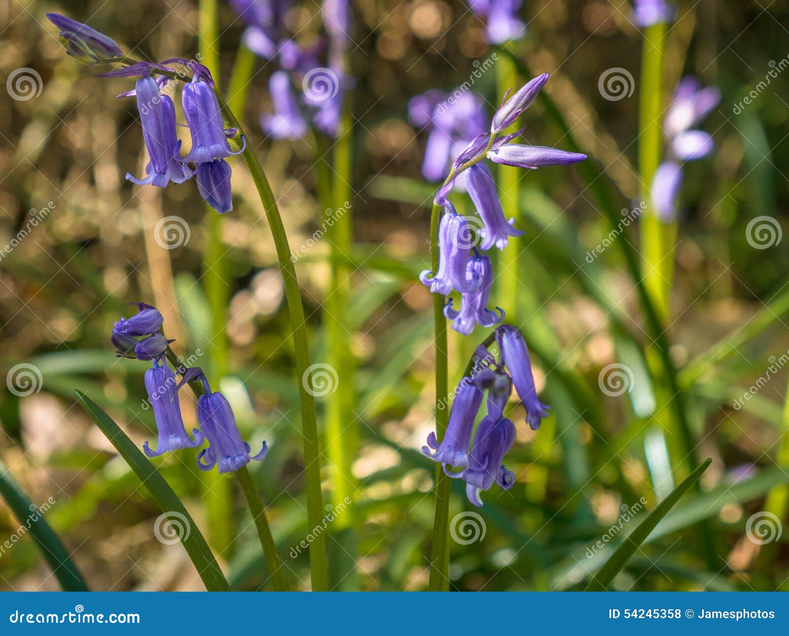 34,883 Blommor Av Ljung I Skogen Foton - Gratis och royaltyfria ...