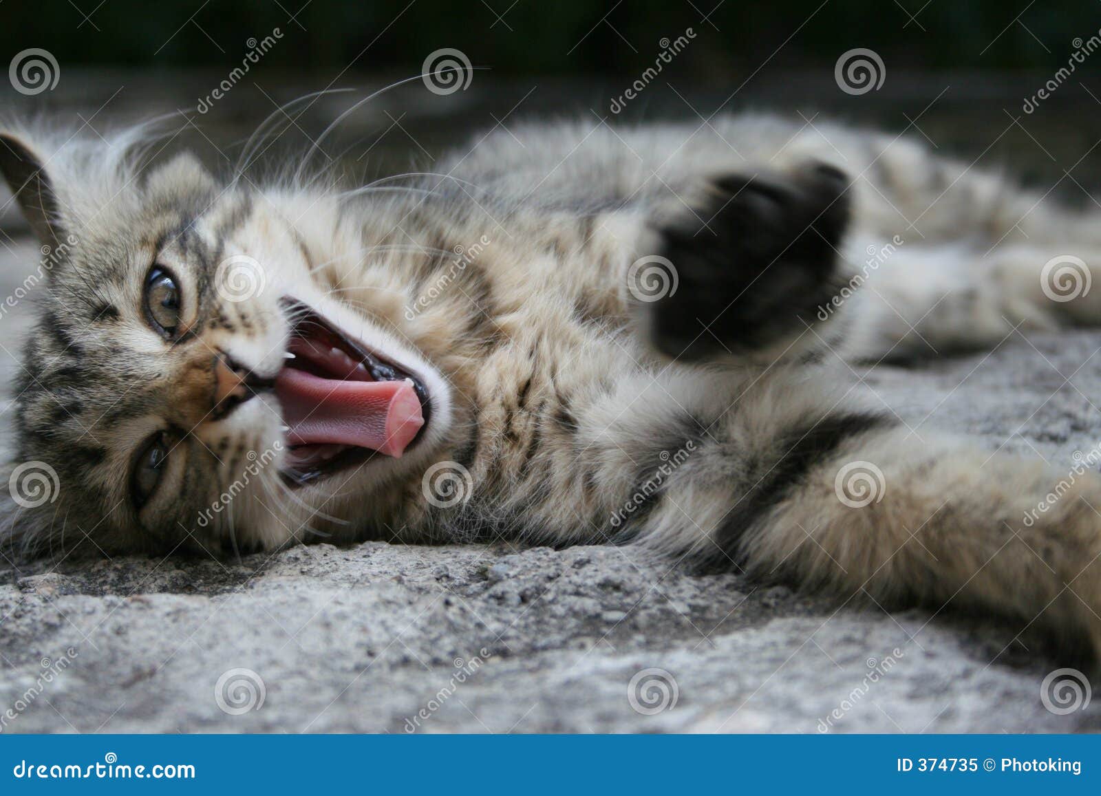 Den Mund Aufsperrende Katze Bild. Bild: 374735