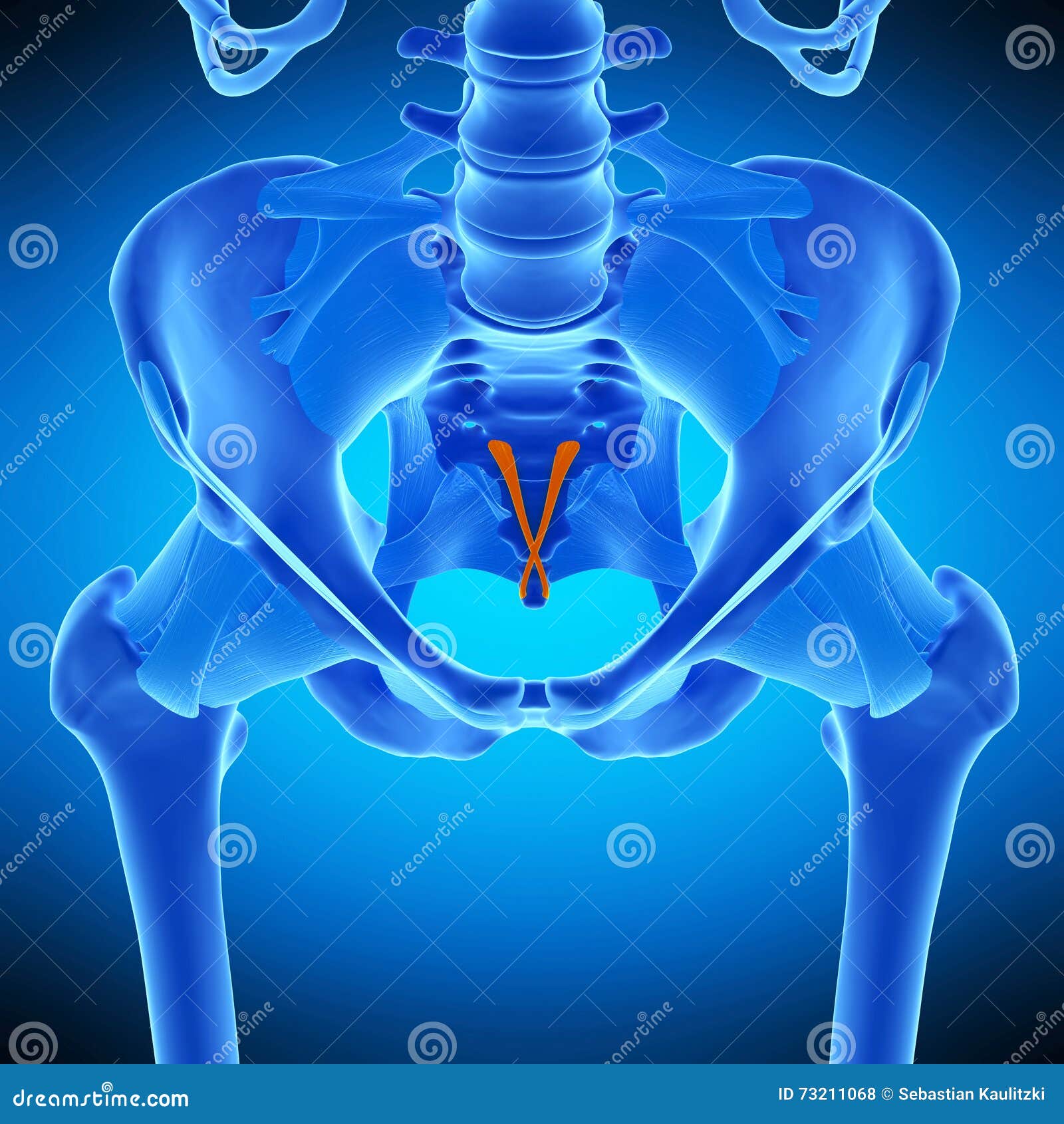 Den Sacrococcygeal Ligamentet Stock Illustrationer - Illustration av ...