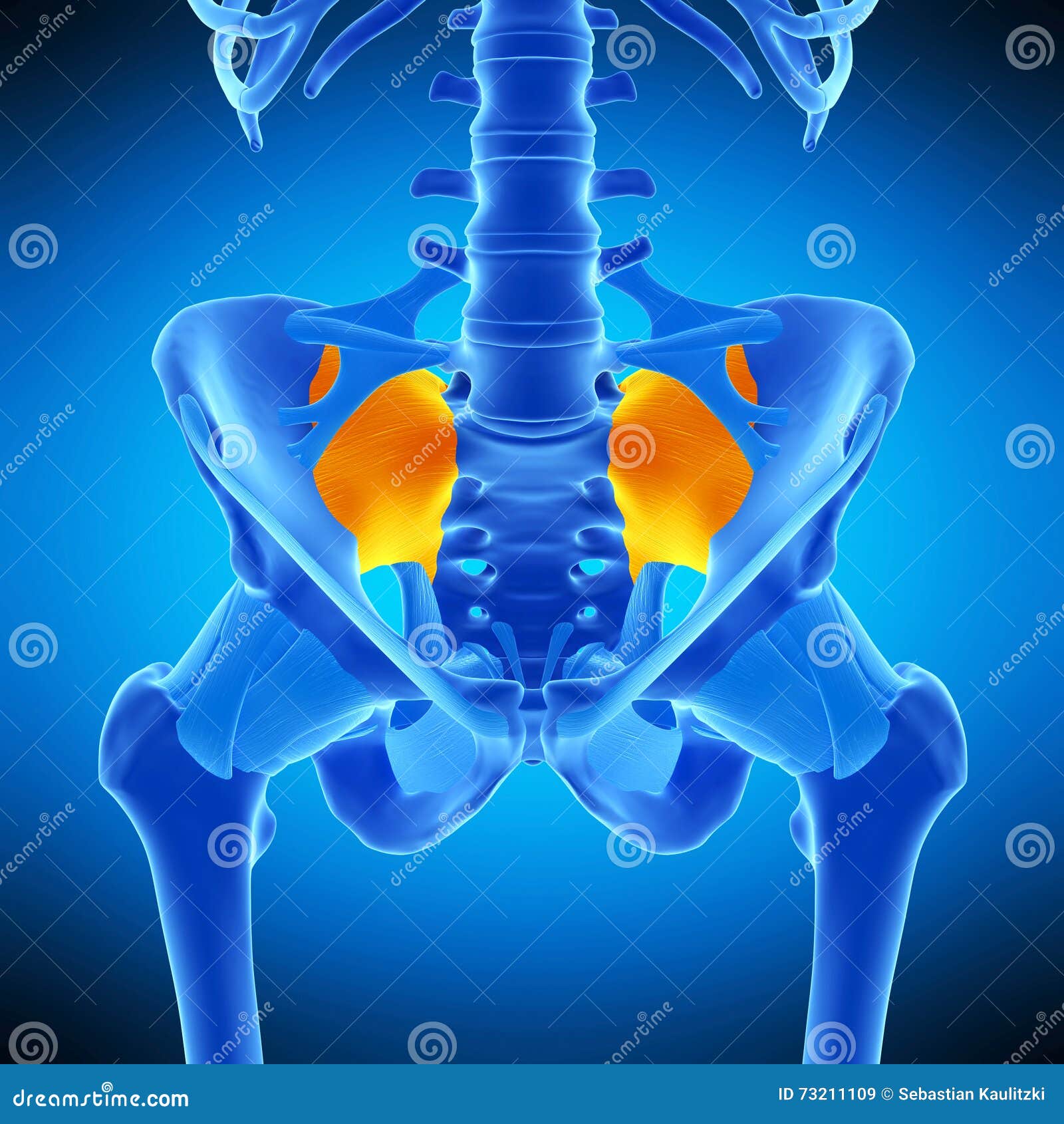 Den sacroiliac ligamentet stock illustrationer. Illustration av ...
