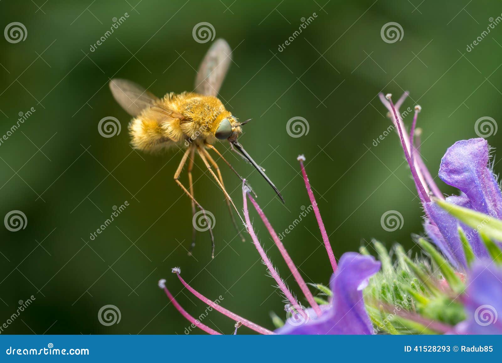 Den Stora Bi-flugan (viktiga Bombylius) Fotografering för Bildbyråer ...