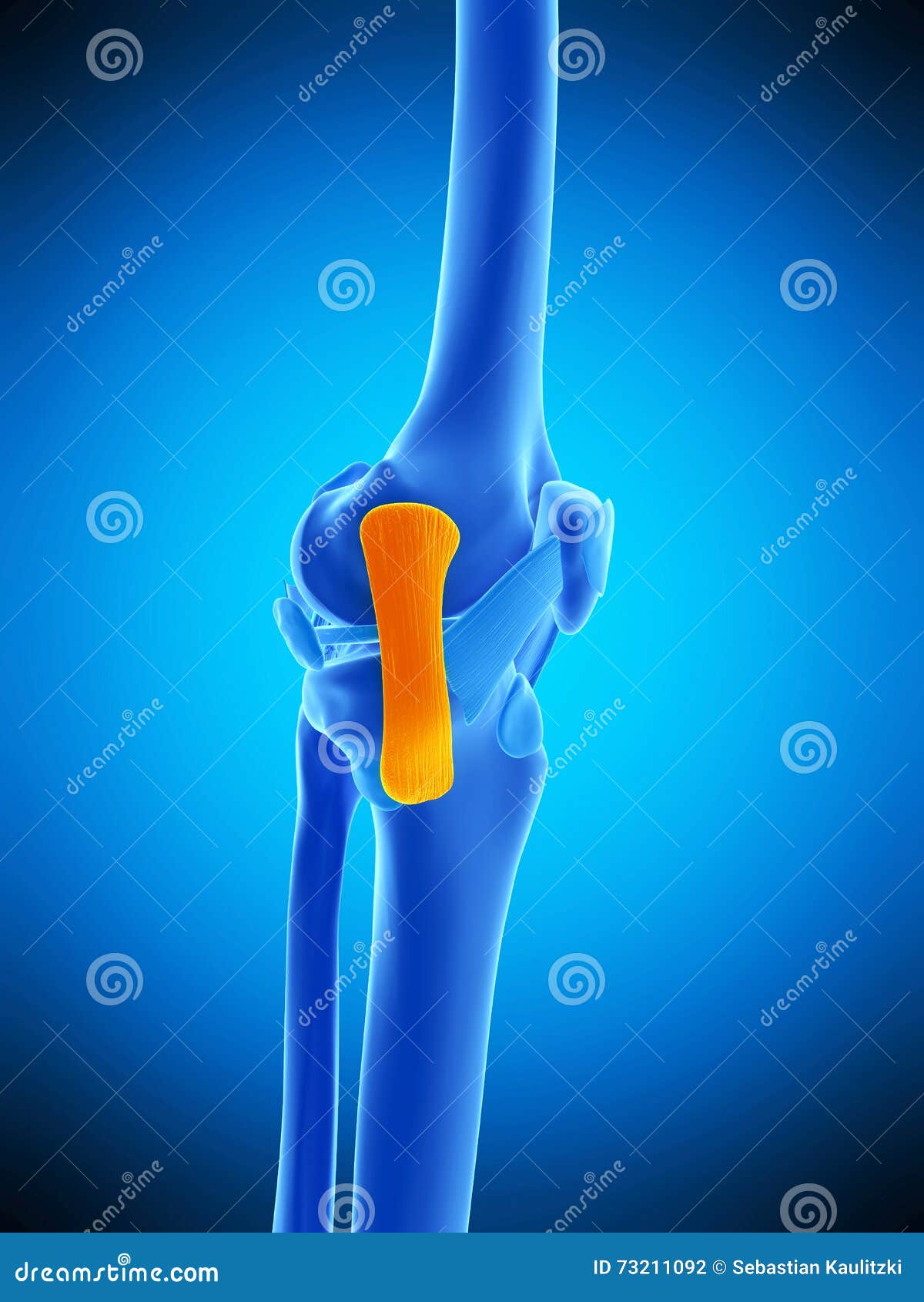 Den Tibial Parallella Ligamentet Stock Illustrationer - Illustration av ...