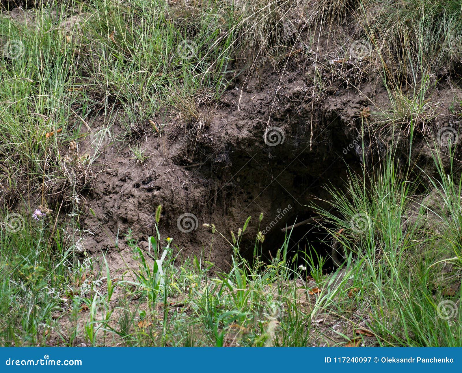 Den of a Wild Animal Close-up. in a Summer Forest Stock Image - Image ...