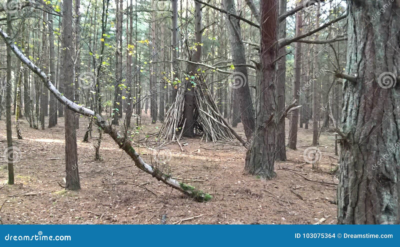 Den in the woods stock photo. Image of light, dirt, color - 103075364