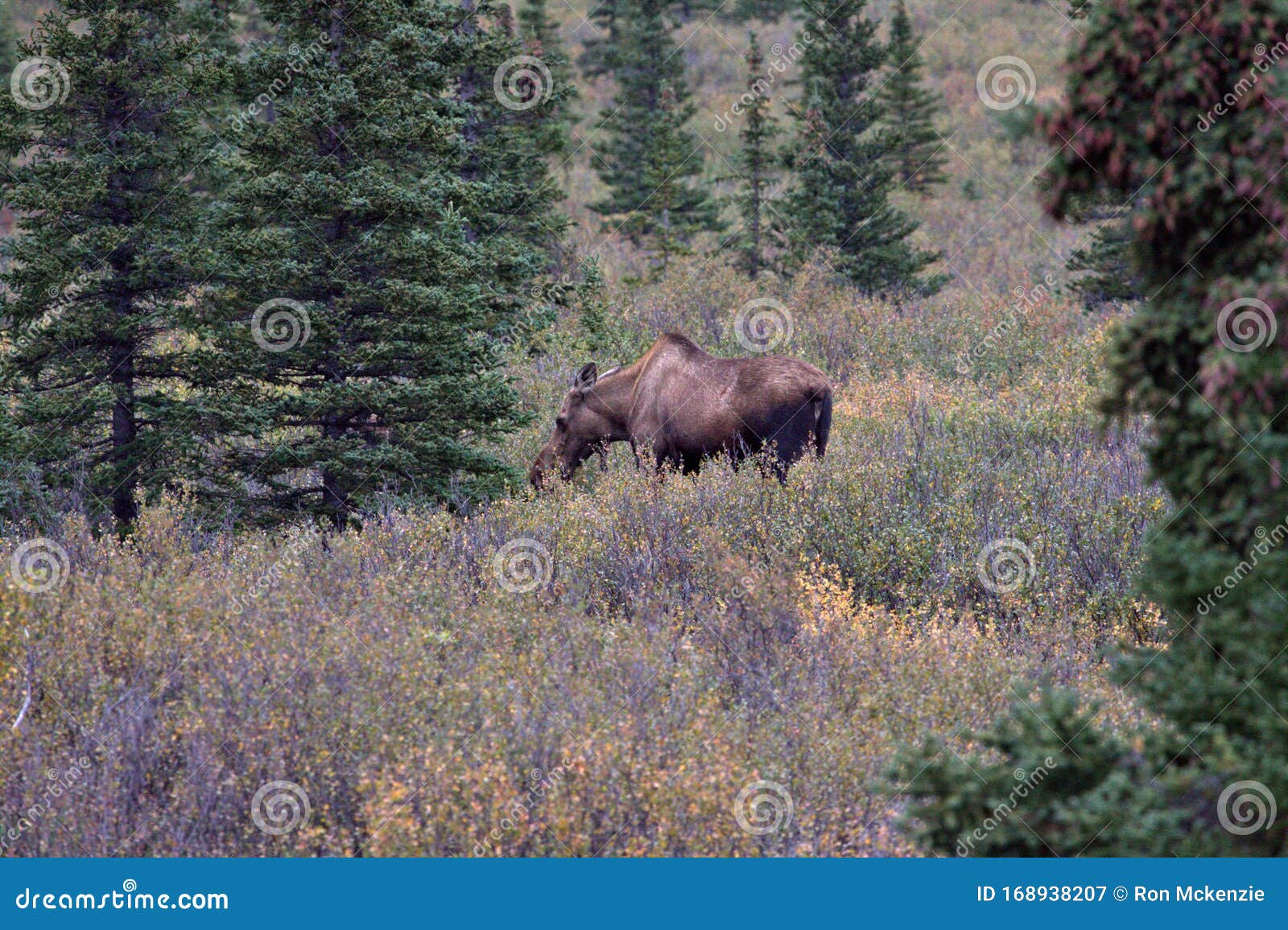Denali Moose in the fall stock image. Image of natural - 168938207