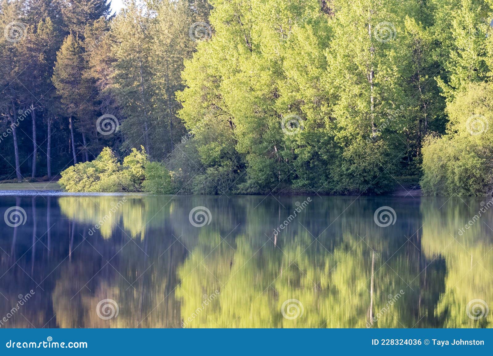Dence Tree Line on the Edge of a Lake Stock Photo - Image of scenic ...