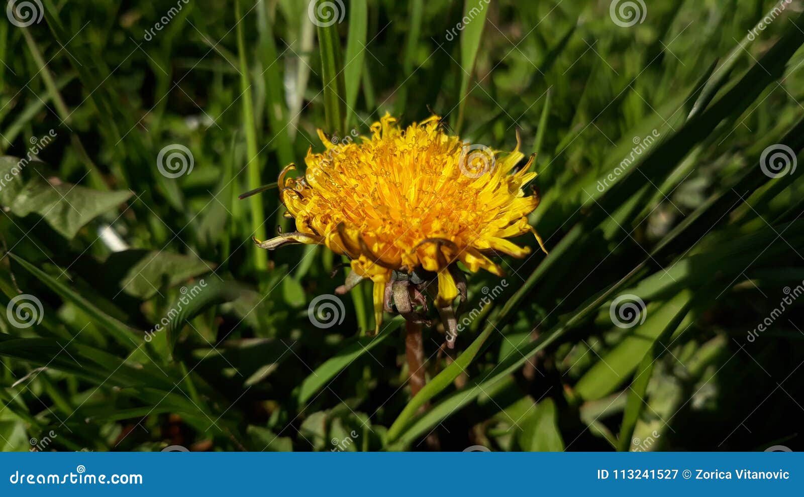Dendelion flower in nature stock image. Image of dendelion - 113241527