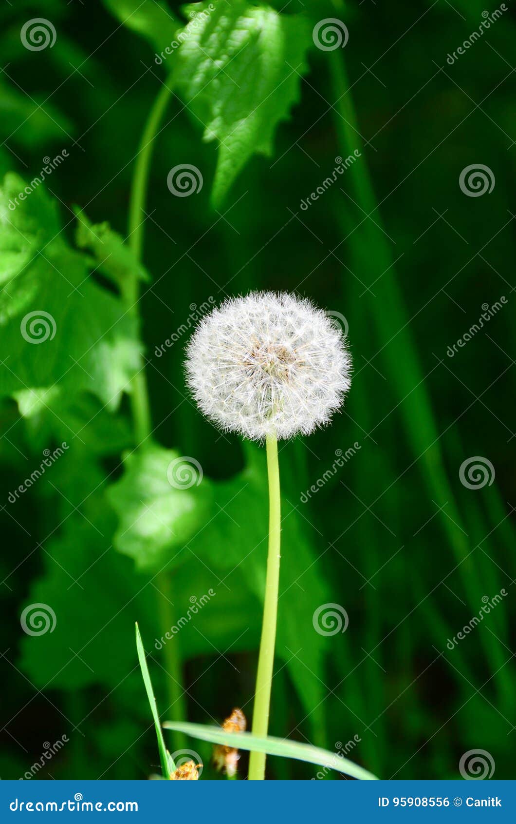 Dendilion flower in garden stock photo. Image of flower - 95908556
