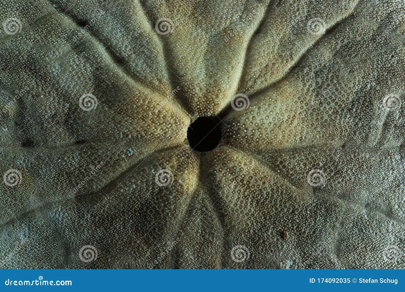 Dendraster Excentricus - Sand Dollar - Underside Pattern Stock Image ...
