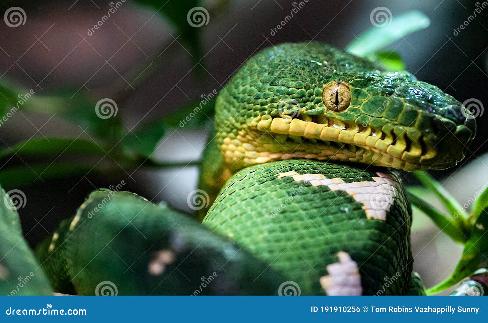 Dendrelaphis punctulatus stock photo. Image of senior - 191910256