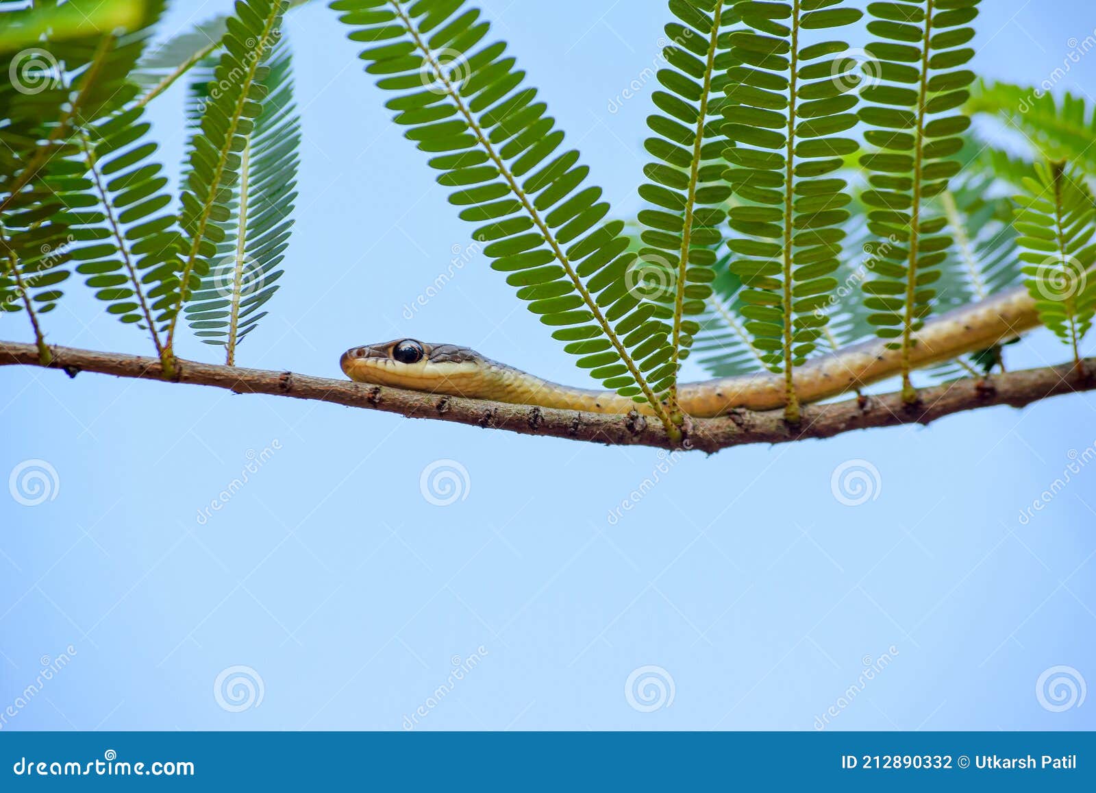 Dendrelaphis Tristis Snake and the Common Name is Bronzeback Tree Snake ...