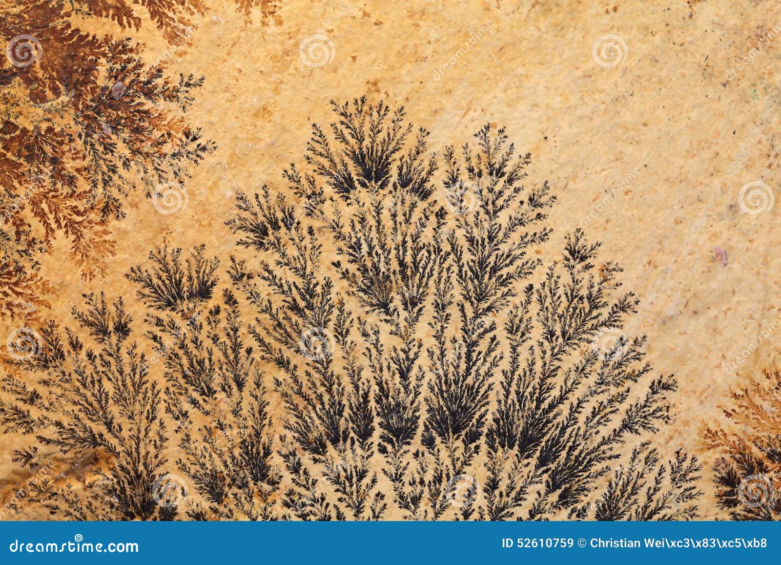 Dendritas imagen de archivo. Imagen de historia, caliza - 52610759