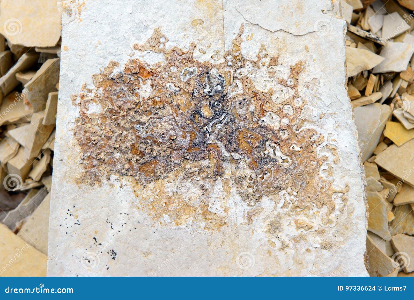 Dendrite Minerals on Limestone Rocks of Solnhofen Stock Photo - Image ...
