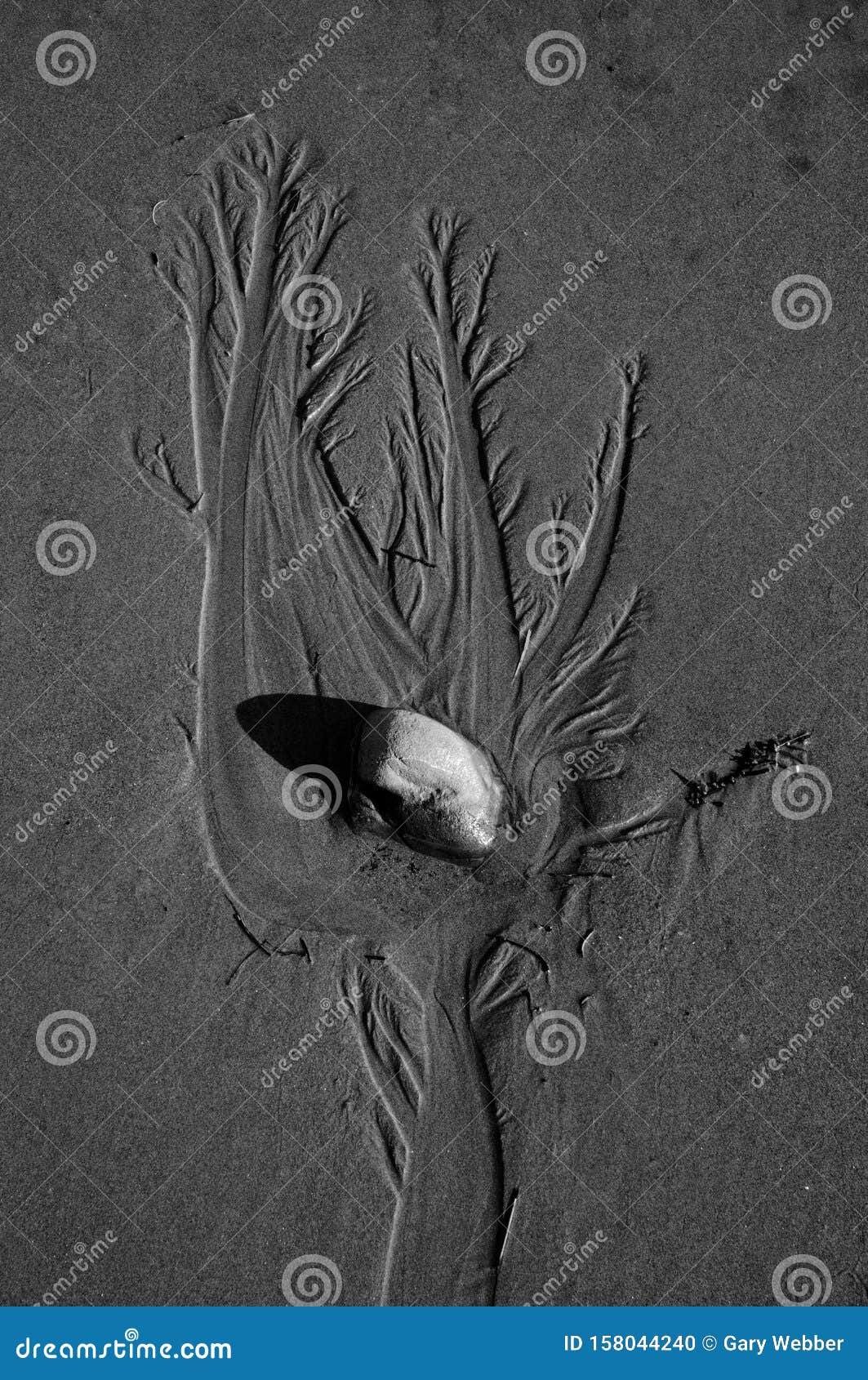 Dendrite Tentacle Patterns Made by Water Flowing Around a Rock on the ...