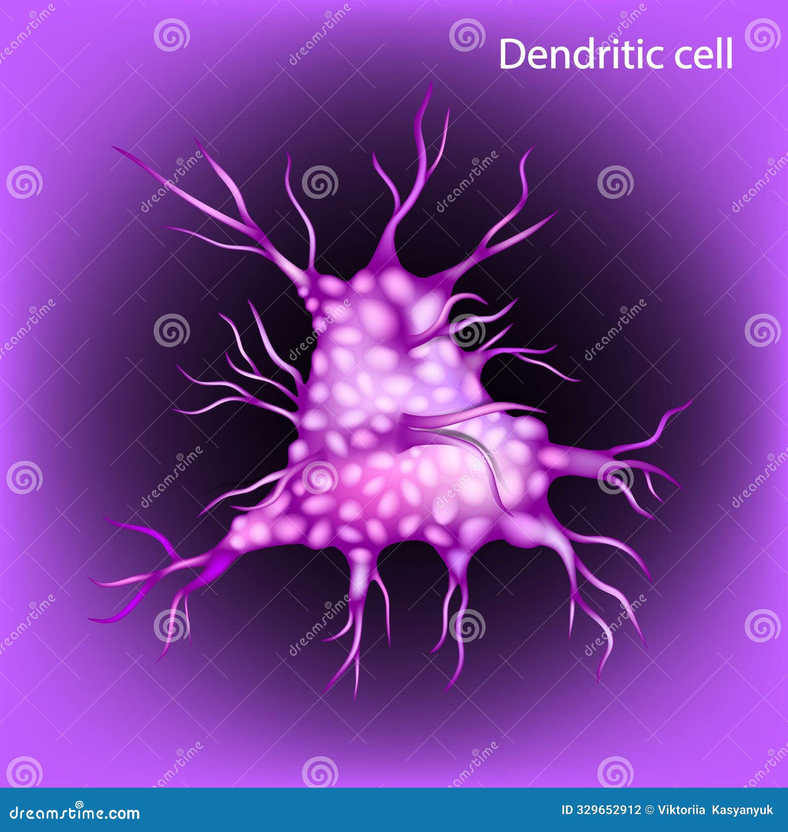 Dendritic Cell or DC is an Antigen-presenting Cell. Immune System Stock ...