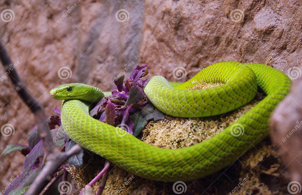 Dendroaspis angusticeps stock image. Image of endangered - 6555187