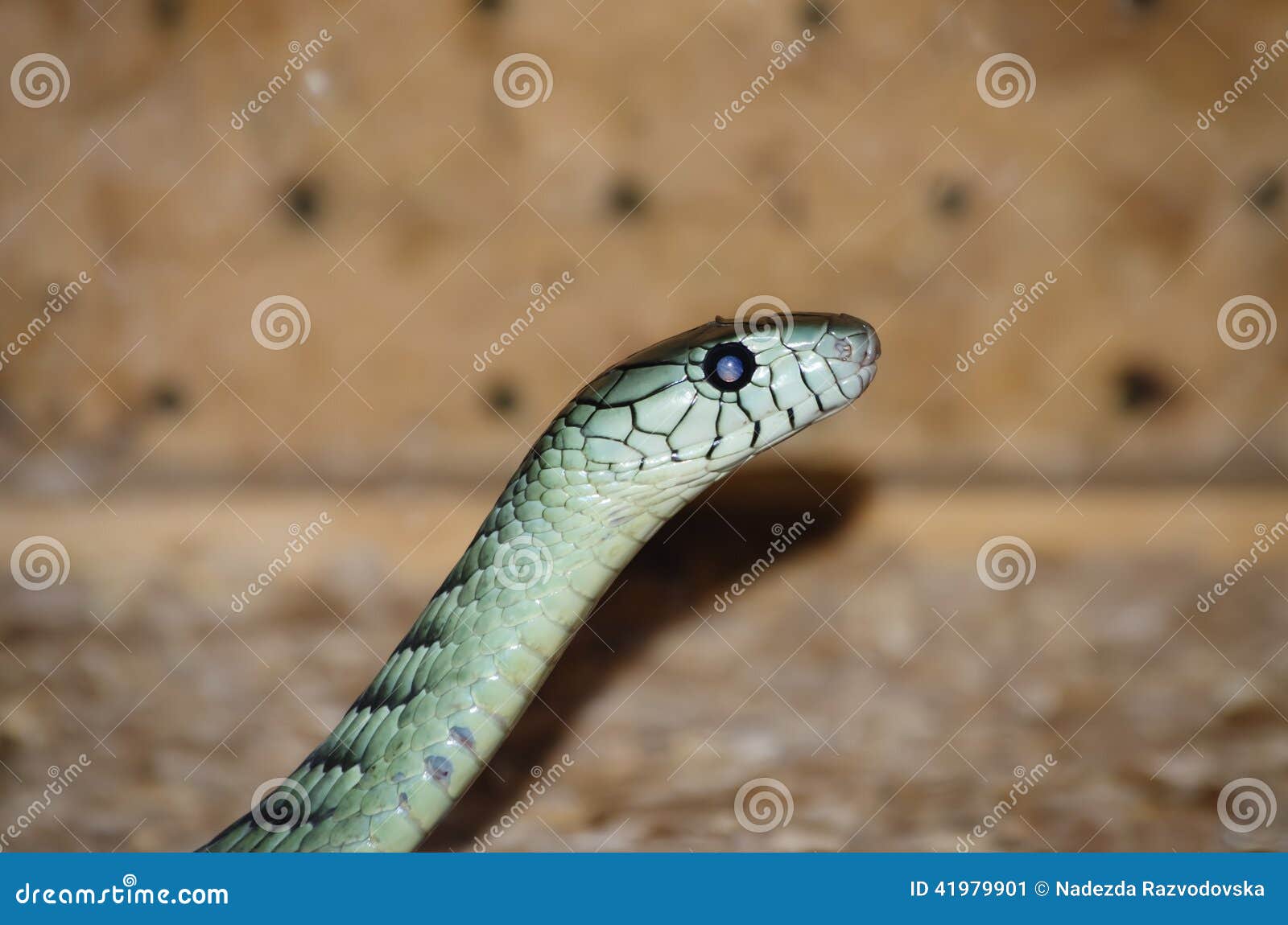Dendroaspis angusticeps stock image. Image of ruaha, snake - 41979901