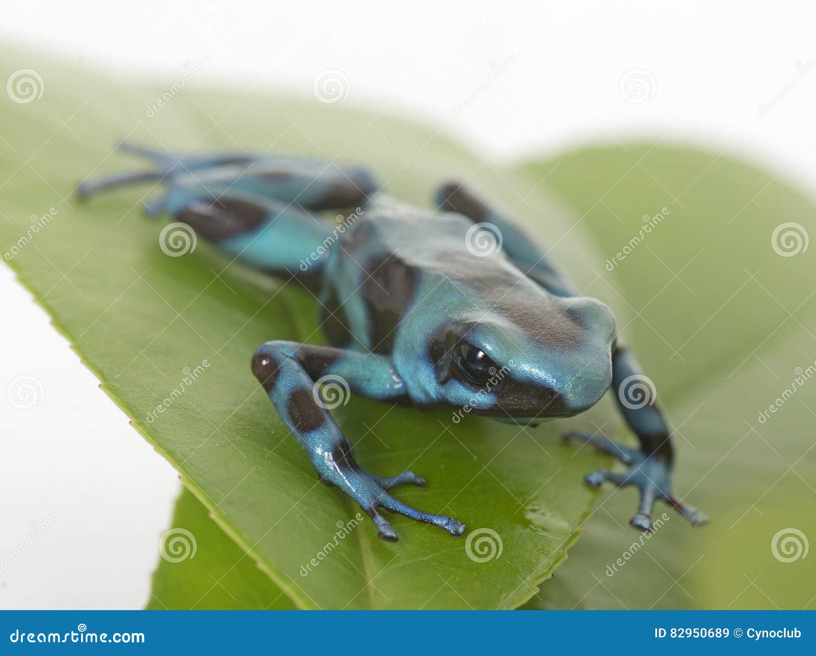 Dendrobates Auratus Celeste Stock Image - Image of frog, auratus: 82950689