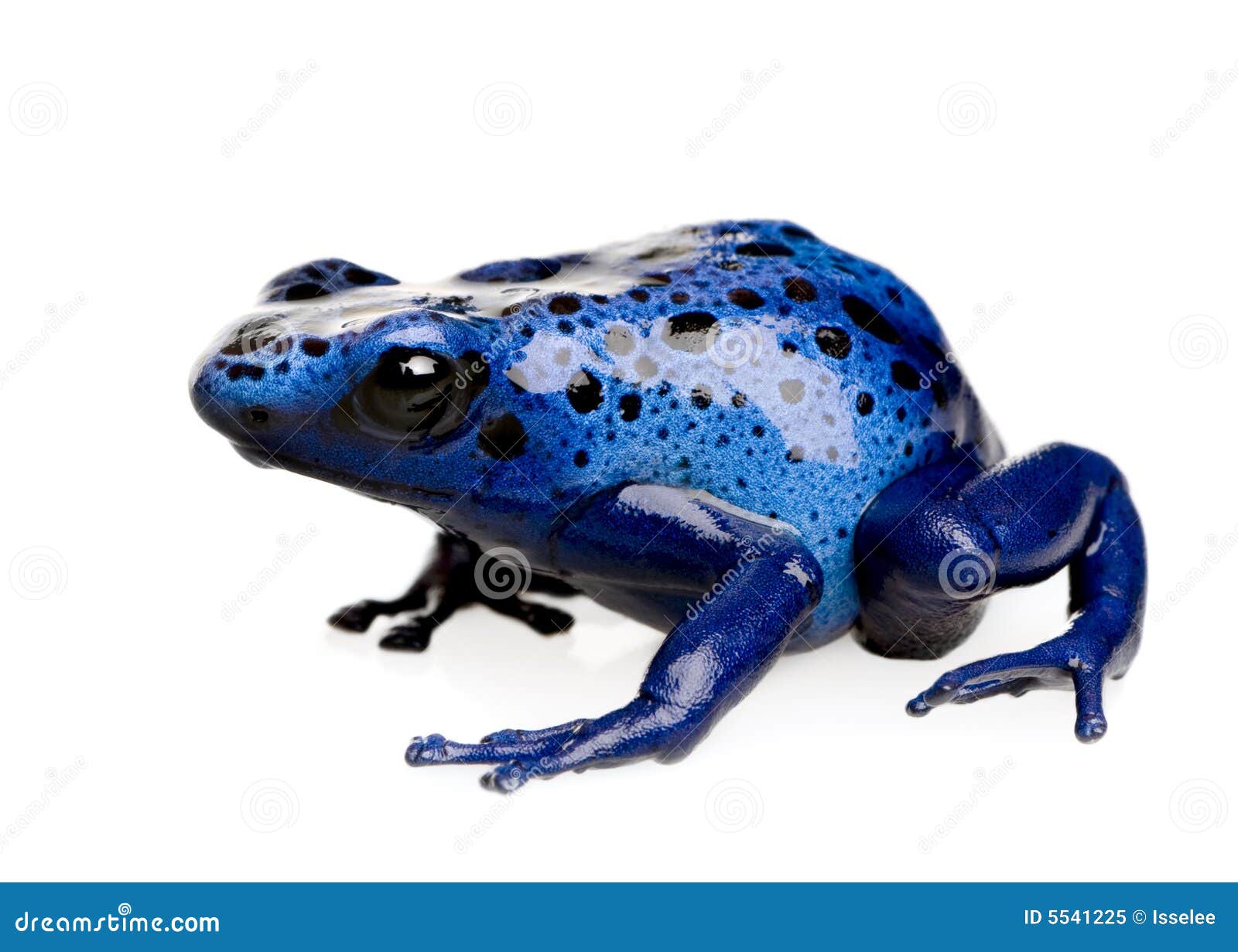 Dendrobates Azureus Blue Frog Royalty-Free Stock Photo | CartoonDealer ...