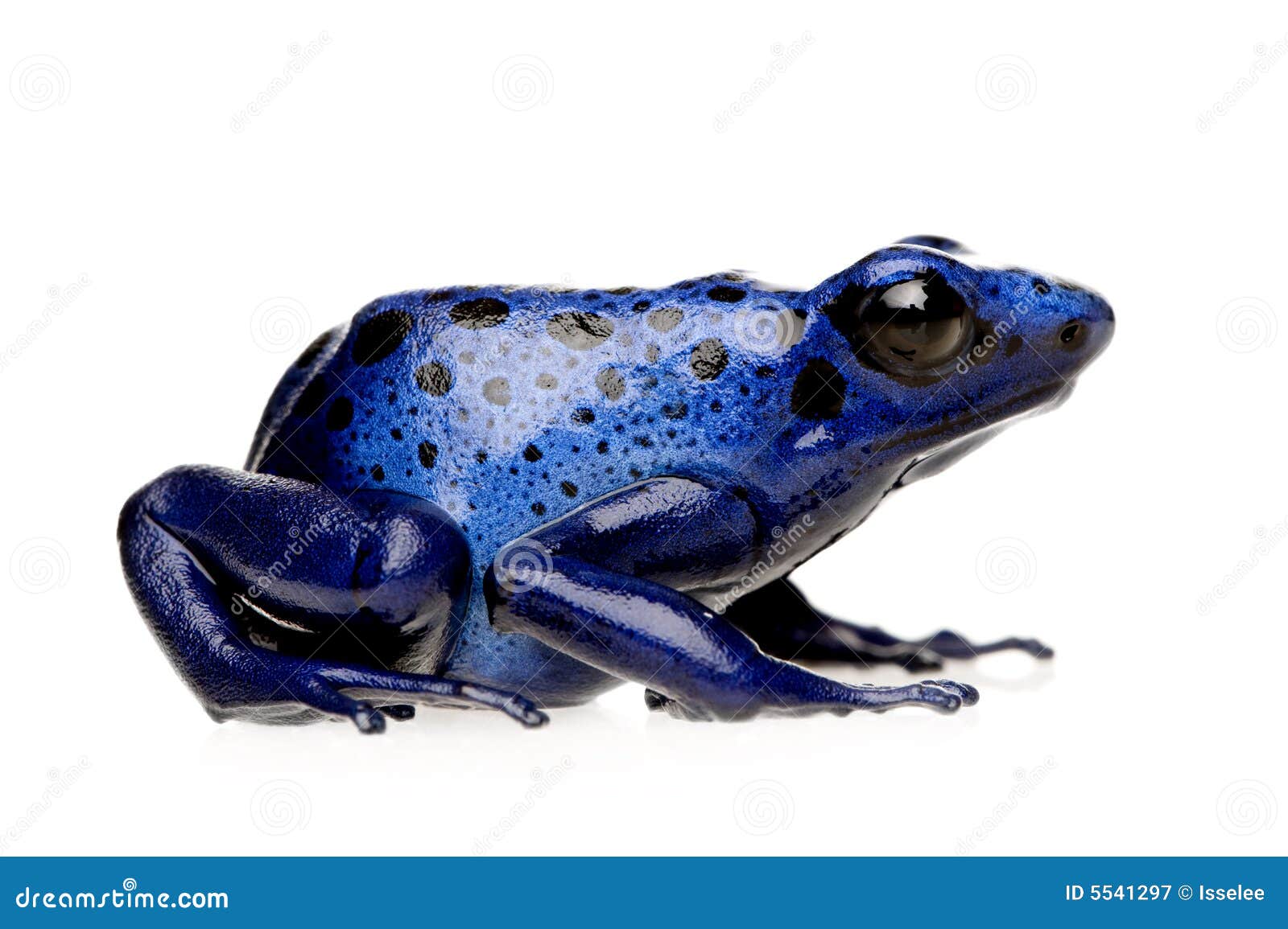 Dendrobates azureus stock image. Image of white, nature - 5541297