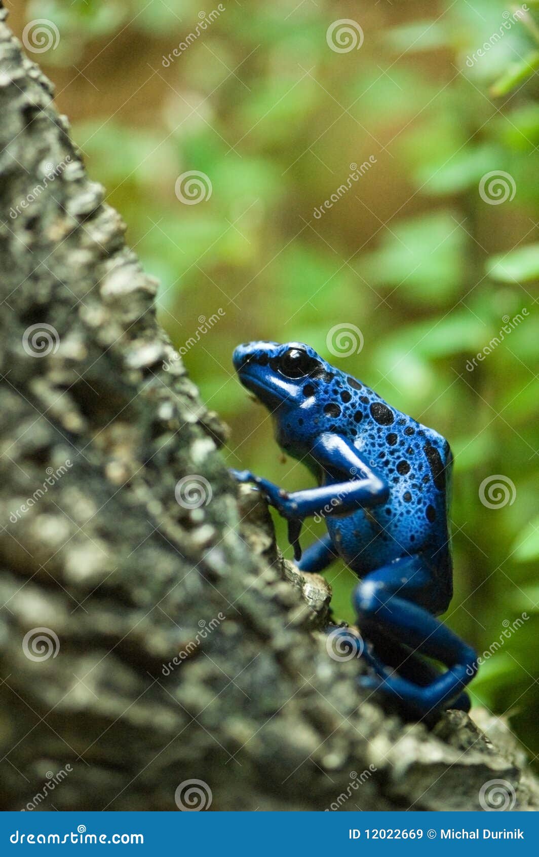 Dendrobates Azureus - Blue Dart Poison Frog Stock Image - Image of toad ...
