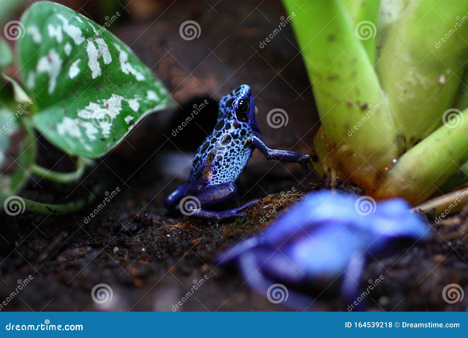 Dendrobates Azureus Blue Frog Stock Photo - Image of dendrobates, color ...