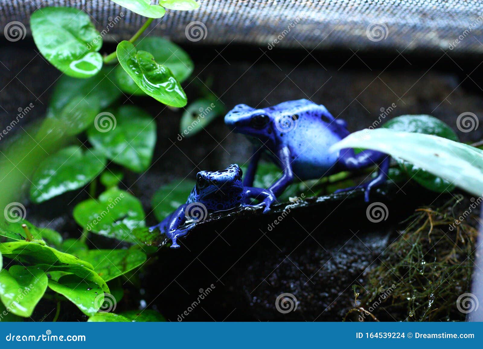 Dendrobates Azureus Blue Frog Stock Photo - Image of animal ...