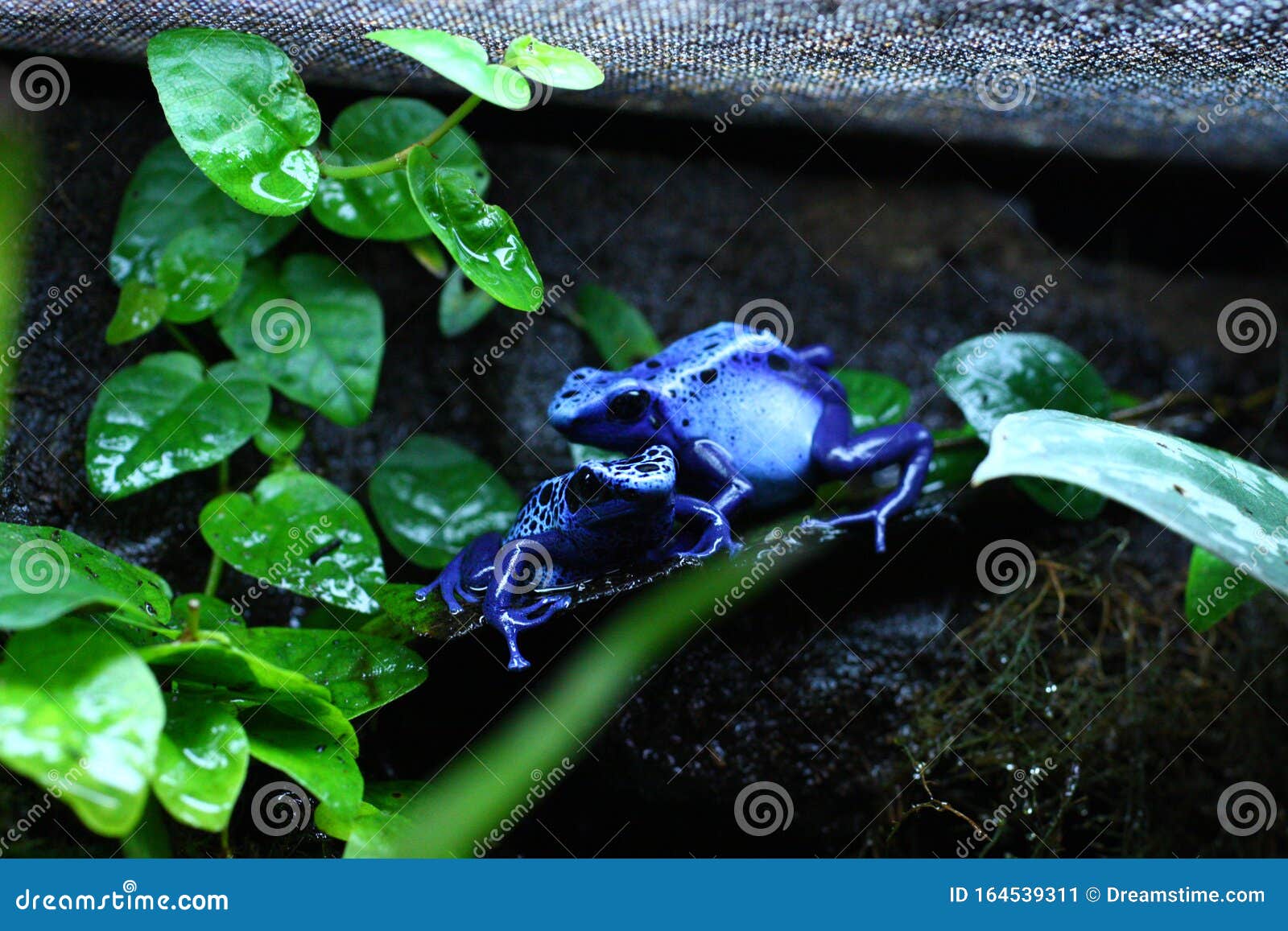 Dendrobates Azureus Blue Frog Stock Image - Image of leaf, batrachian ...
