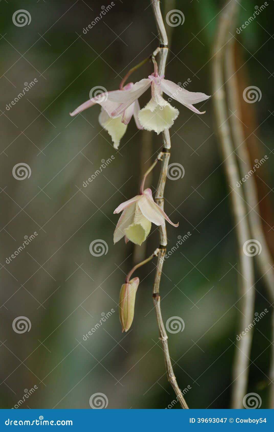Dendrobium aphyllum stock image. Image of beautiful, botany - 39693047