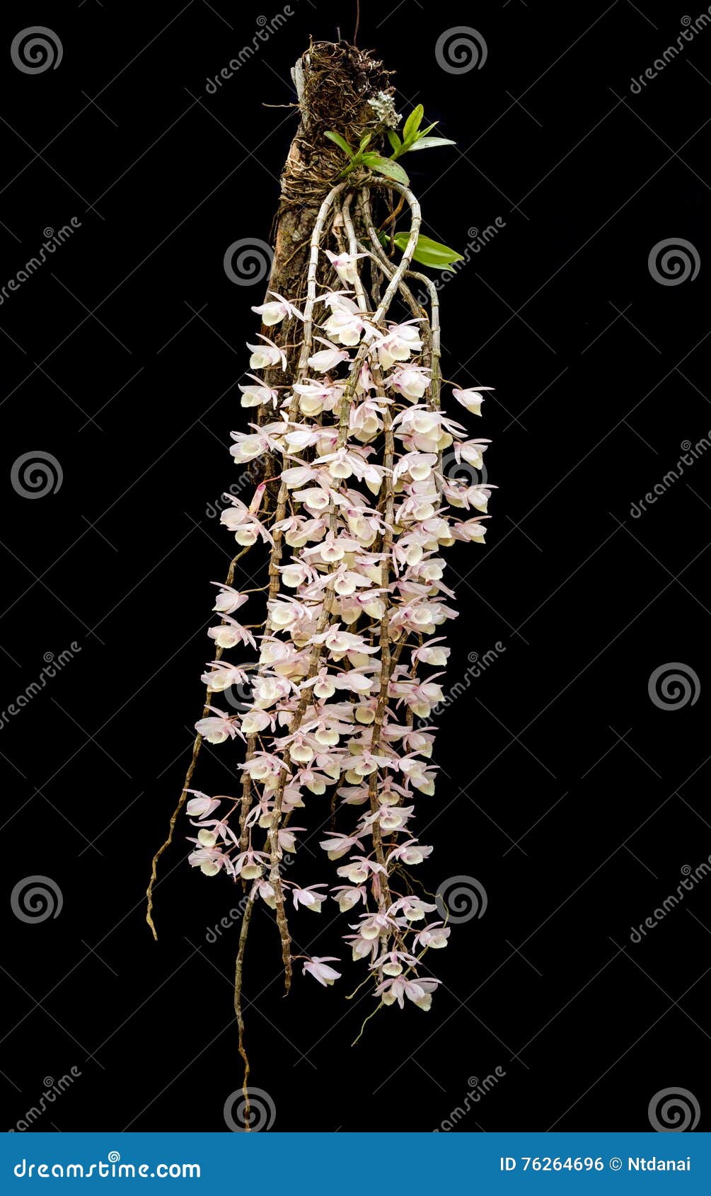 Dendrobium aphyllum orchid stock photo. Image of wilderness - 76264696