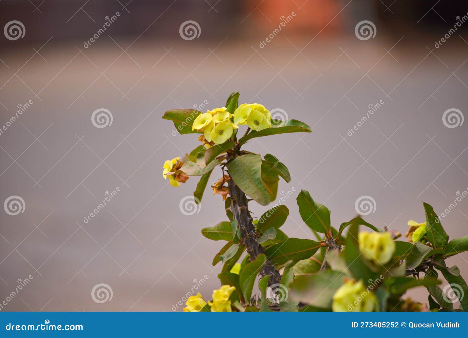 Dendrobium,Dendrobium Orchid,Dancing-Doll Orchid Flowers Stock Photo ...