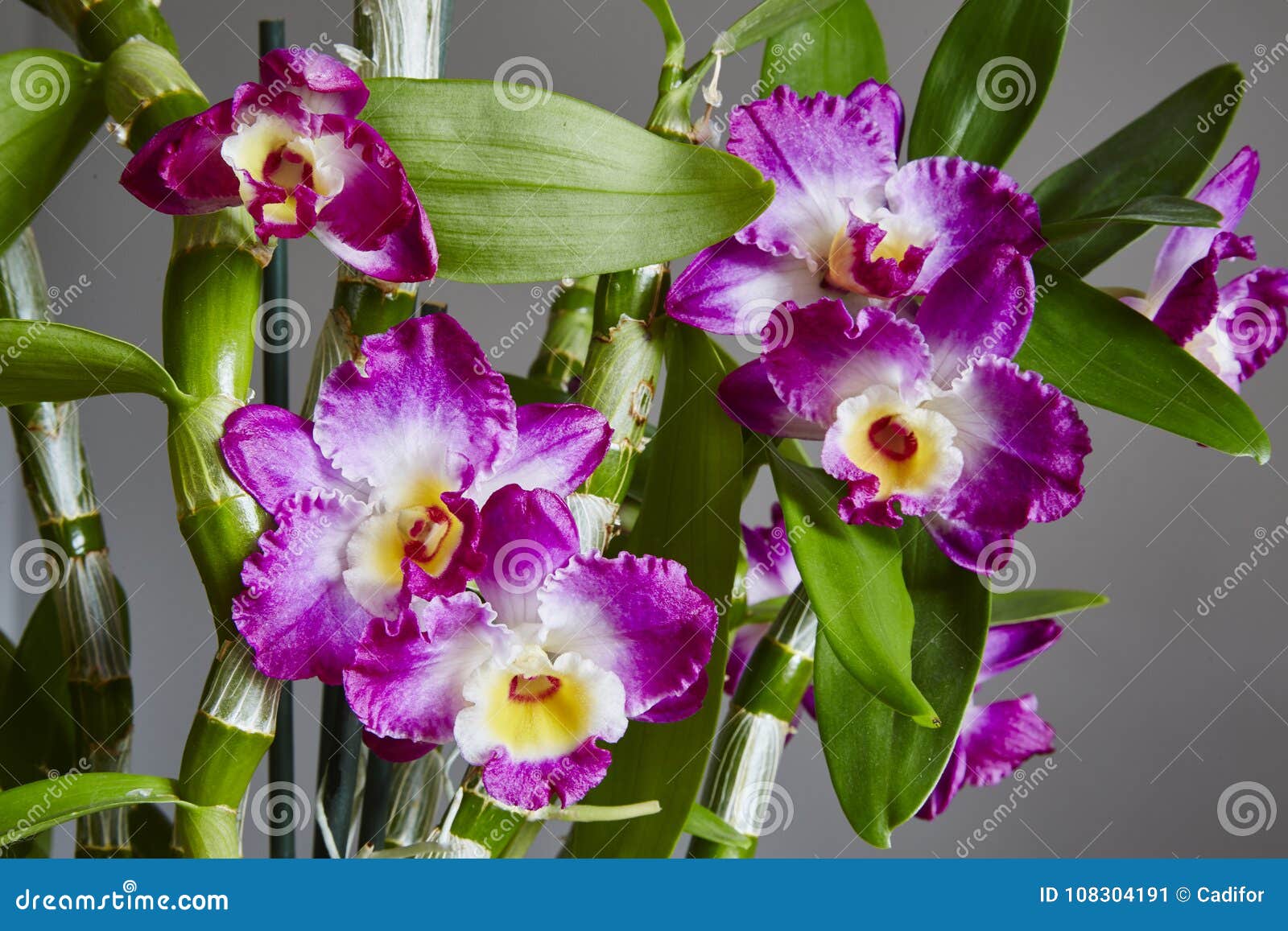 Dendrobium stock image. Image of bloom, dendrobium, plant - 108304191