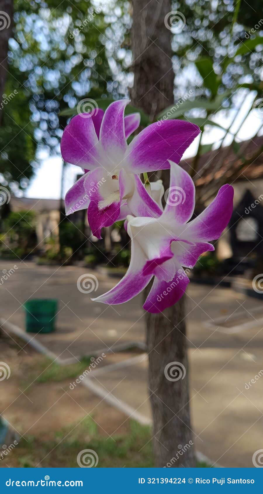 Dendrobium Flowers on the Side of the Road Stock Photo - Image of ...