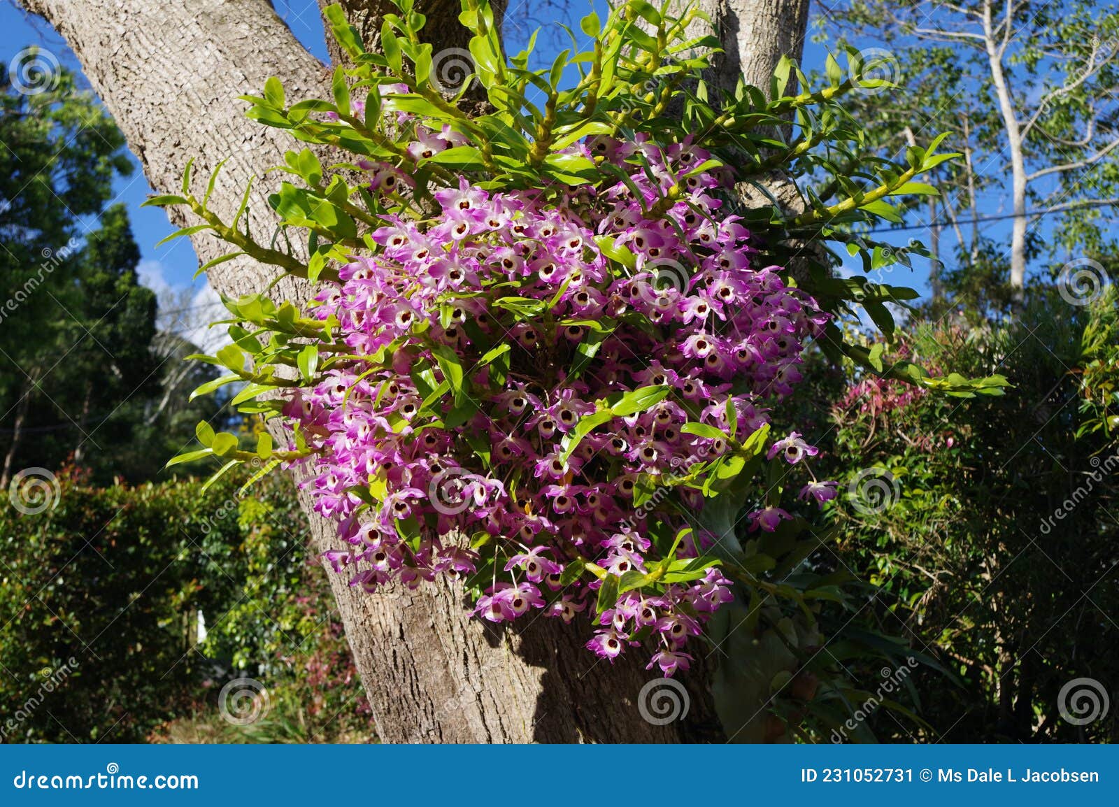 Dendrobium Nobile in Full Flight Stock Image - Image of stunning ...