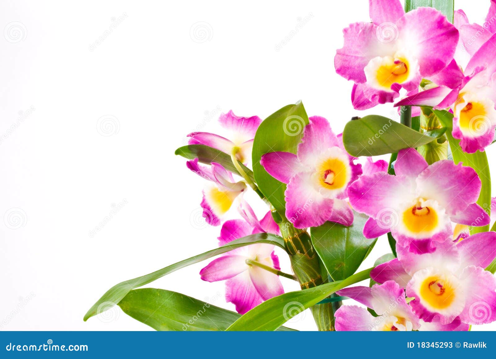 Dendrobium orchid stock image. Image of care, color, natural - 18345293