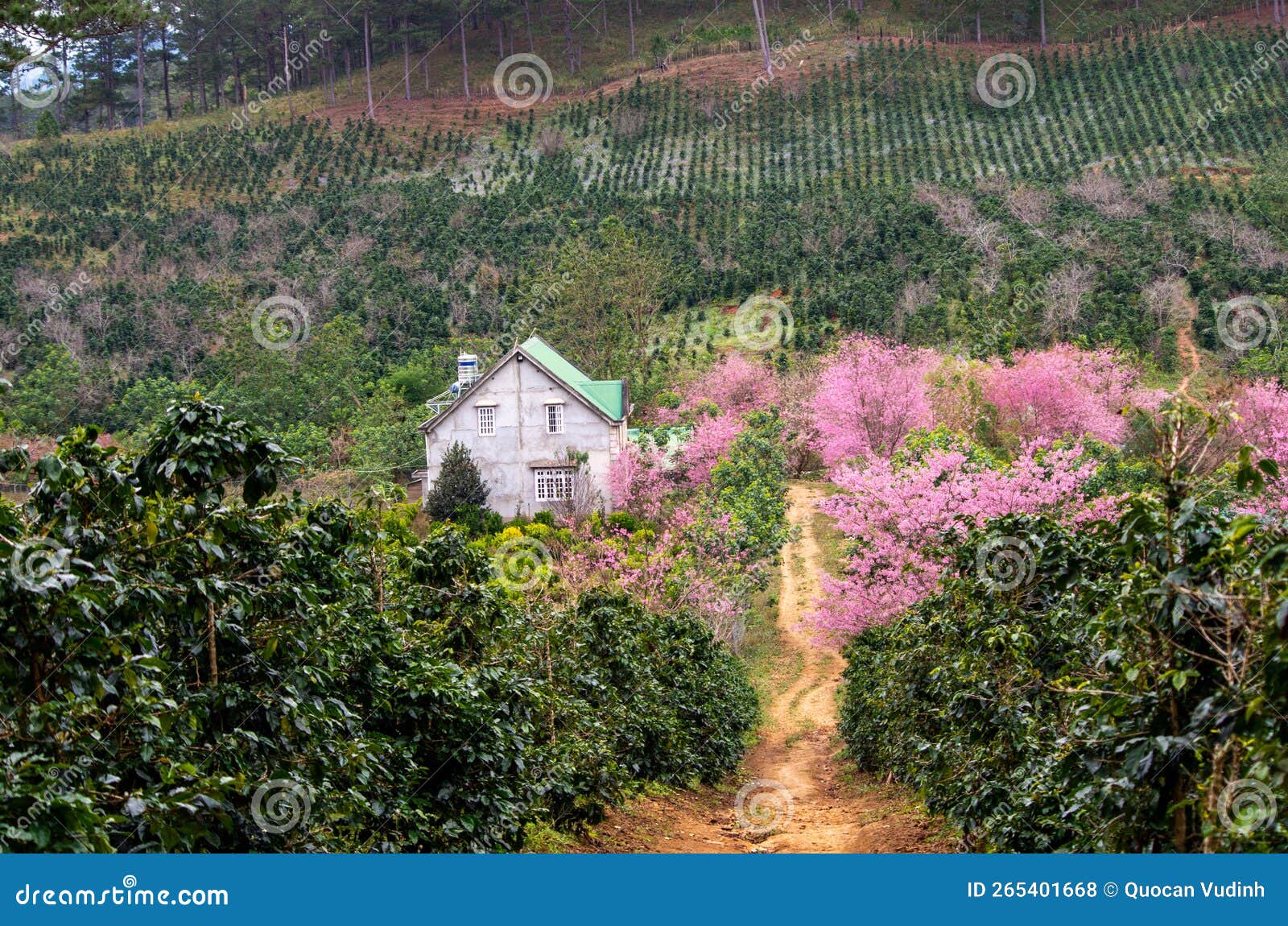 Dendrobium,Dendrobium Orchid,Dancing-Doll Orchid Flowers Stock Photo ...