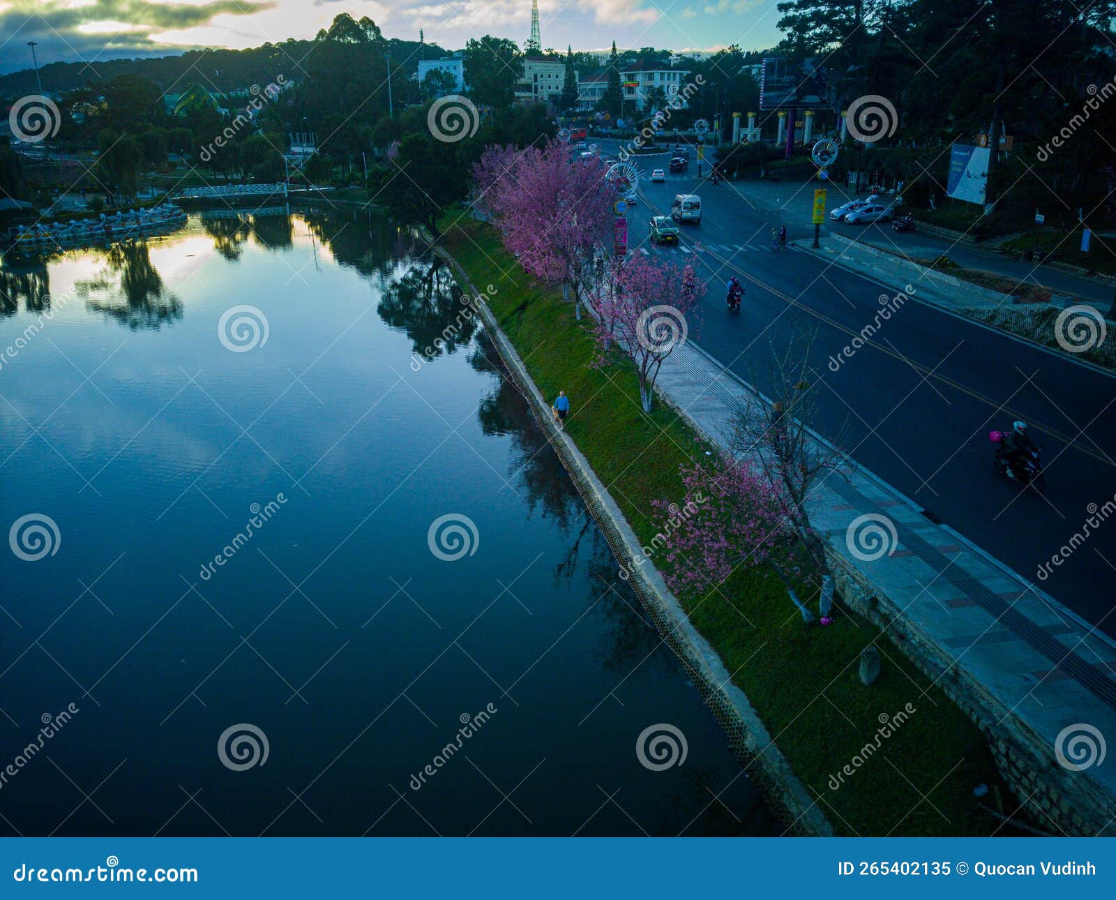 Dendrobium,Dendrobium Orchid,Dancing-Doll Orchid Flowers Stock Image ...