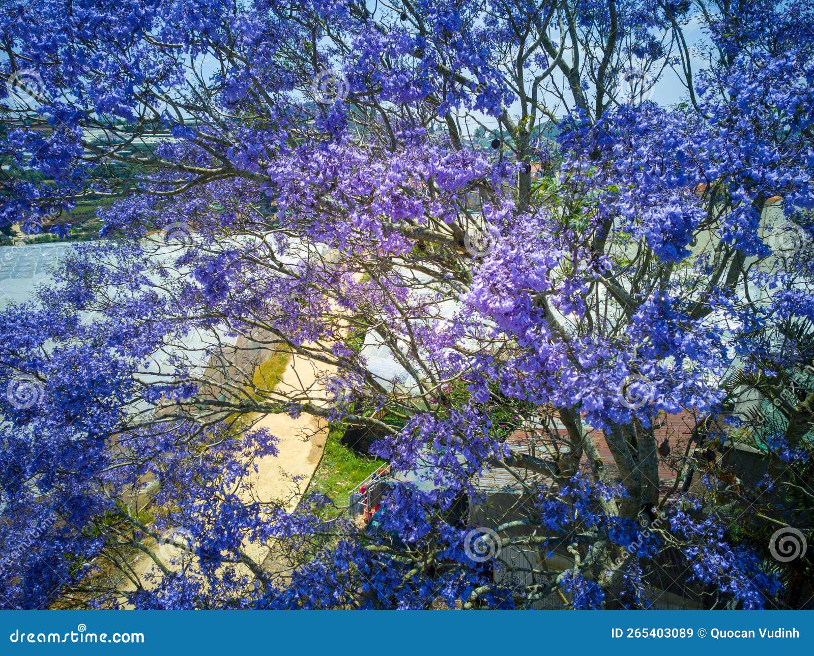 Dendrobium,Dendrobium Orchid,Dancing-Doll Orchid Flowers Stock Image ...