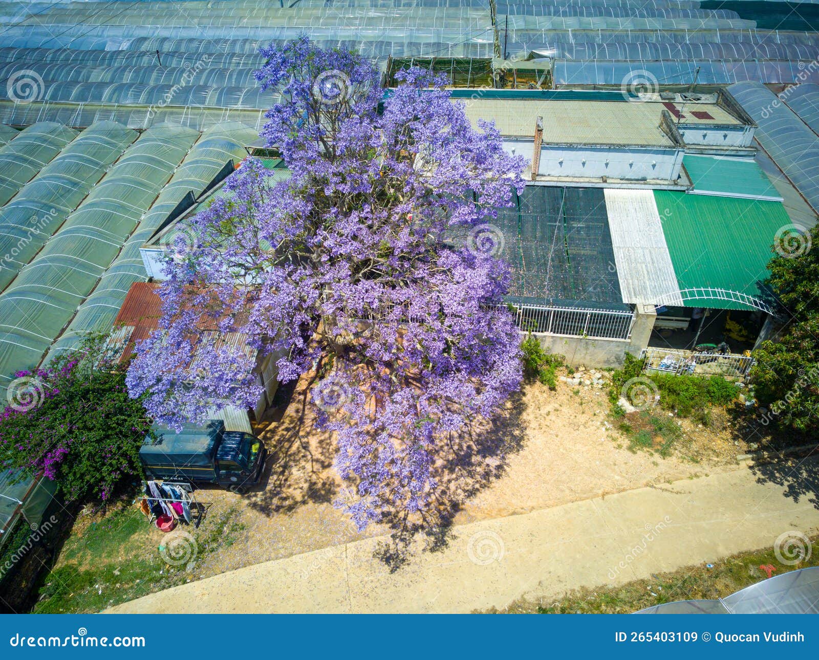 Dendrobium,Dendrobium Orchid,Dancing-Doll Orchid Flowers Stock Image ...