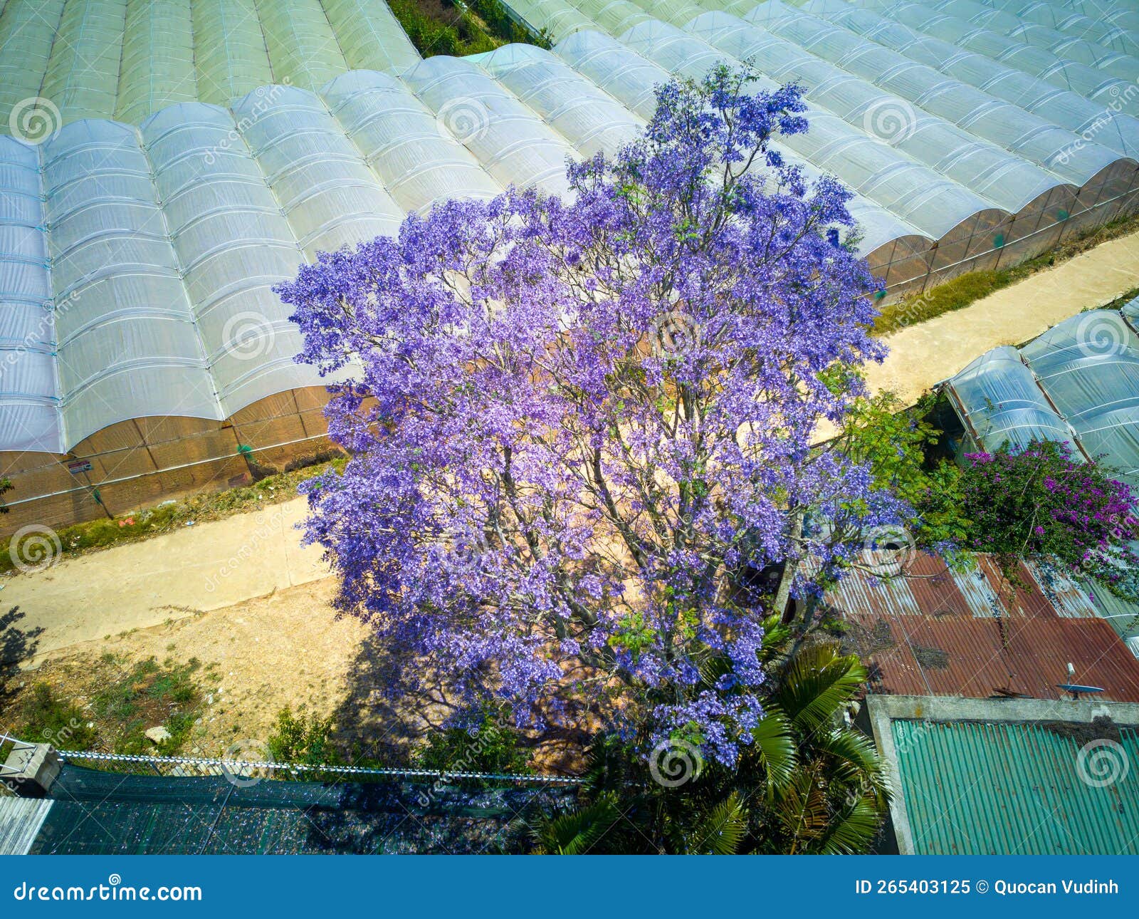 Dendrobium,Dendrobium Orchid,Dancing-Doll Orchid Flowers Stock Image ...