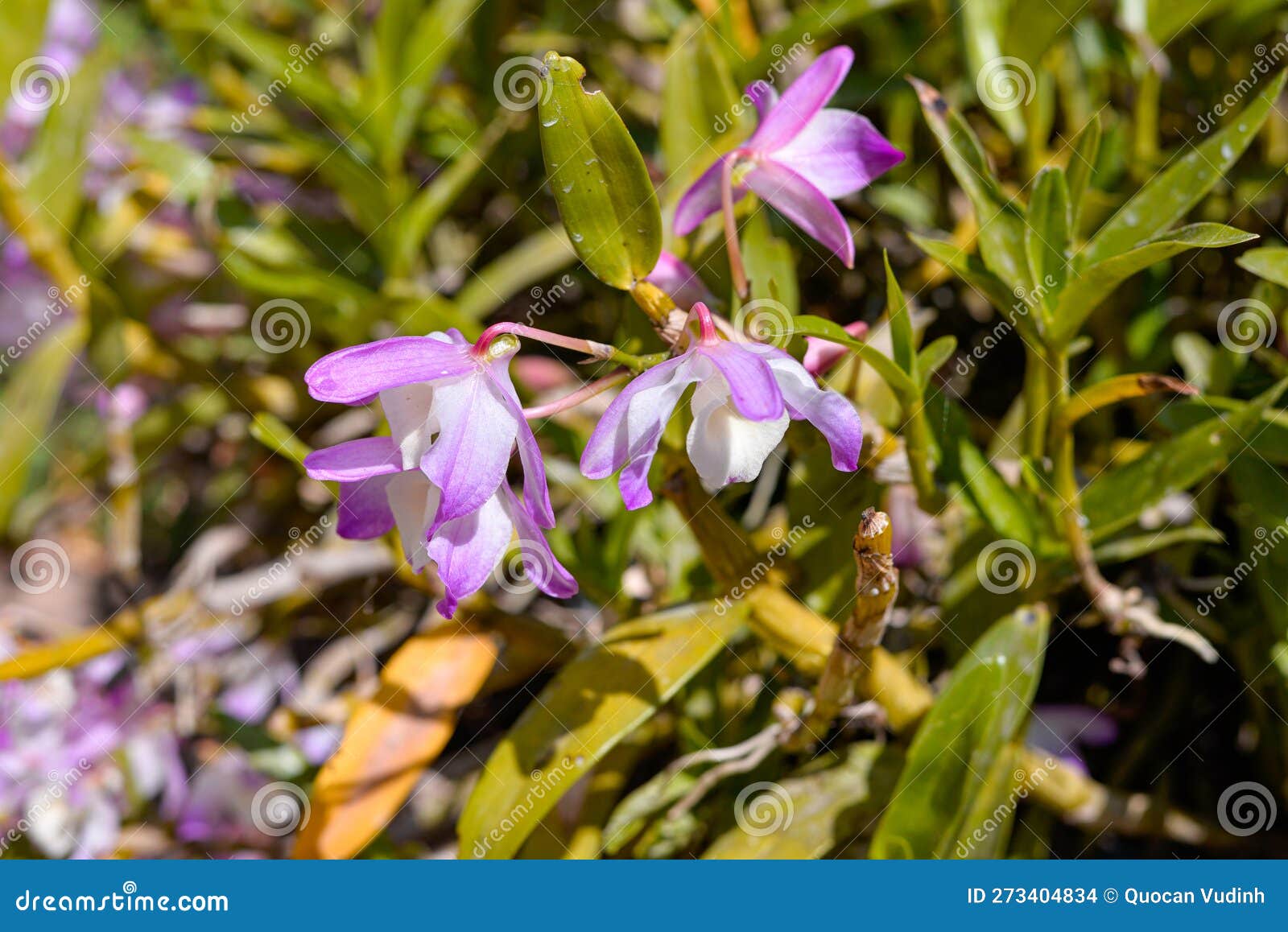 Dendrobium,Dendrobium Orchid,Dancing-Doll Orchid Flowers Stock Photo ...